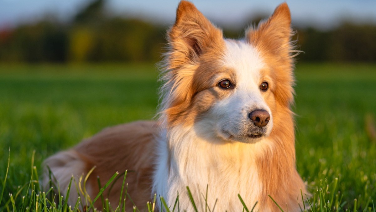 Fundraiser by Anita Barizs : Help Pepper Fight Cancer