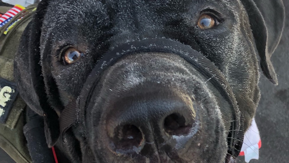 Fundraiser by Sharon Callan : Help Service Dog Bravo