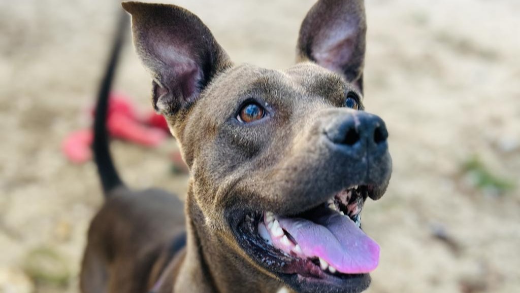 Fundraiser by Shannon Alfred : Be the Change