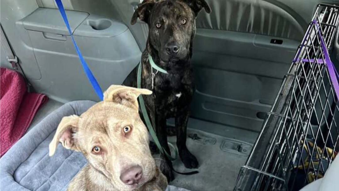 Fundraiser by Gemma Roche : Give these sweet boys a new start at life