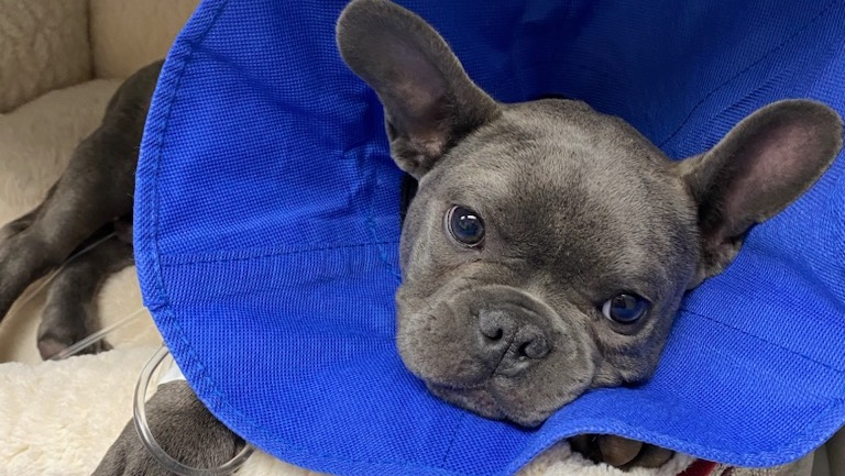 Fundraiser by Brianna Phelps : Frank’s Bilateral Broken Leg Surgeries