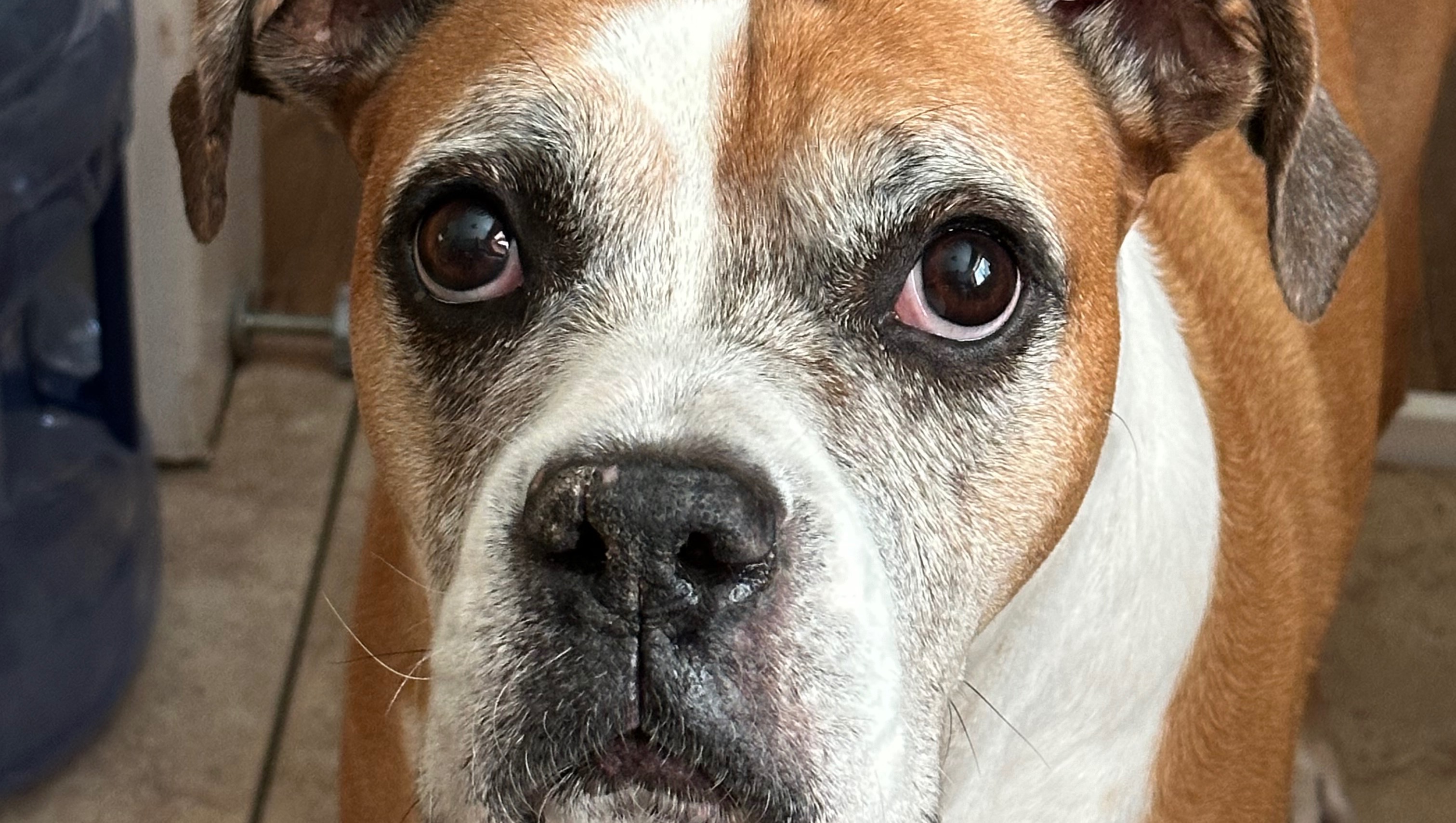 Fundraiser by Sara Negrete : Marley’s Cancer Journey