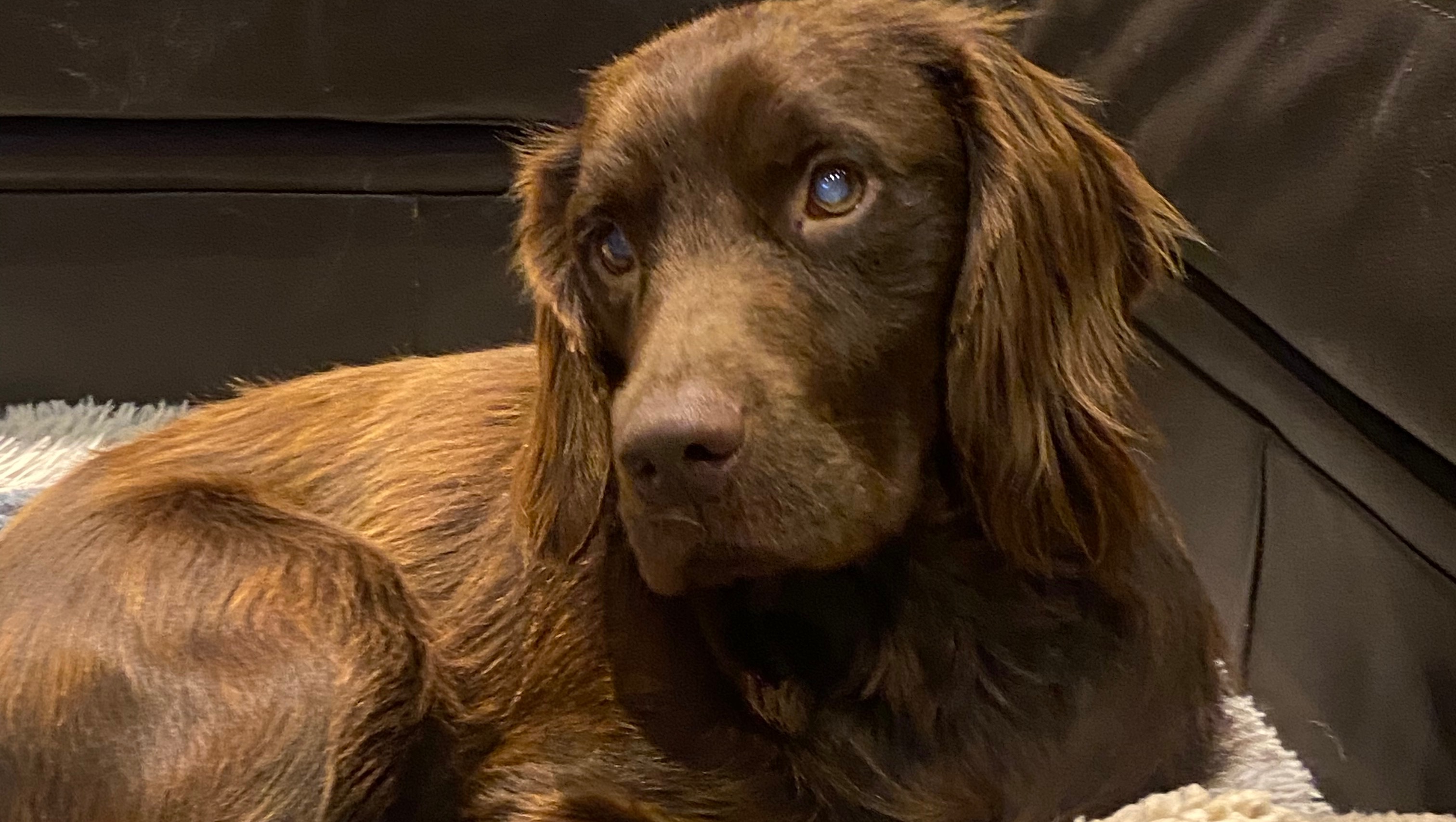 Fundraiser by Alison Horan : Dumped and Blind-Help me see in colour!