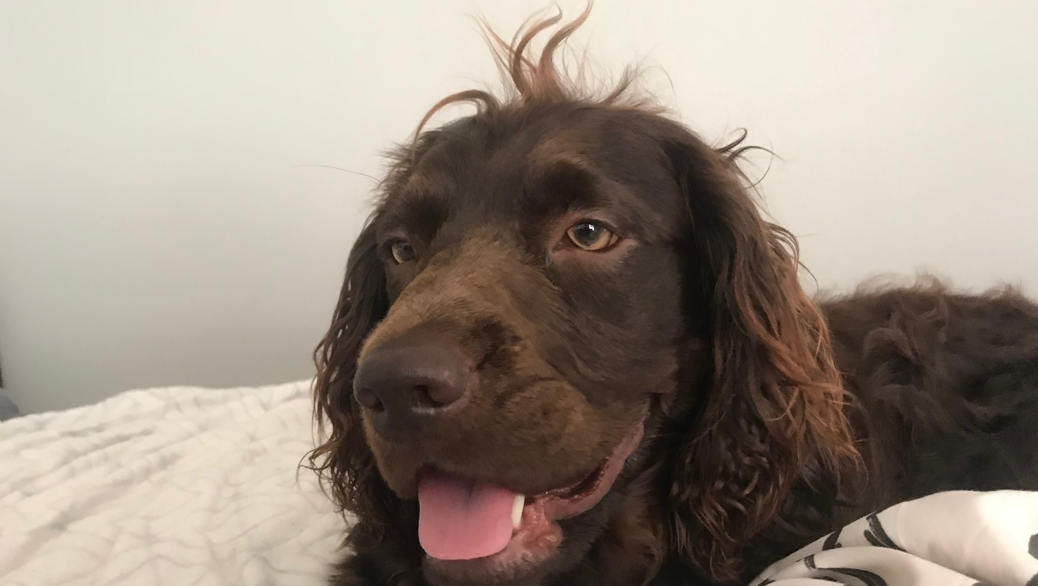 Fundraiser by Zachary Simpson : Louise’s emergency surgery