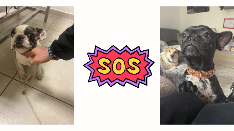 Fundraiser for Francesca Nassi by Paola Ferrieri : Skoda e Kia per La ...