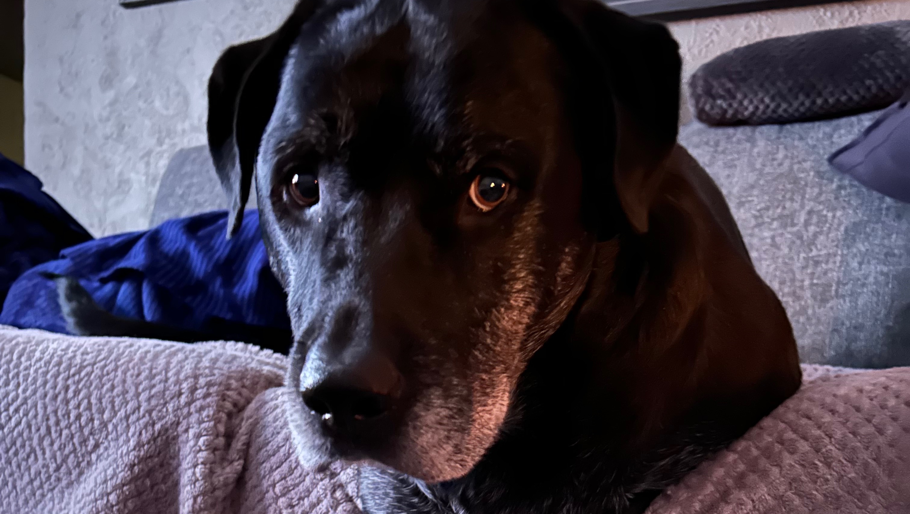 Fundraiser by Becky Summers : Please Help Loki Walk Again!