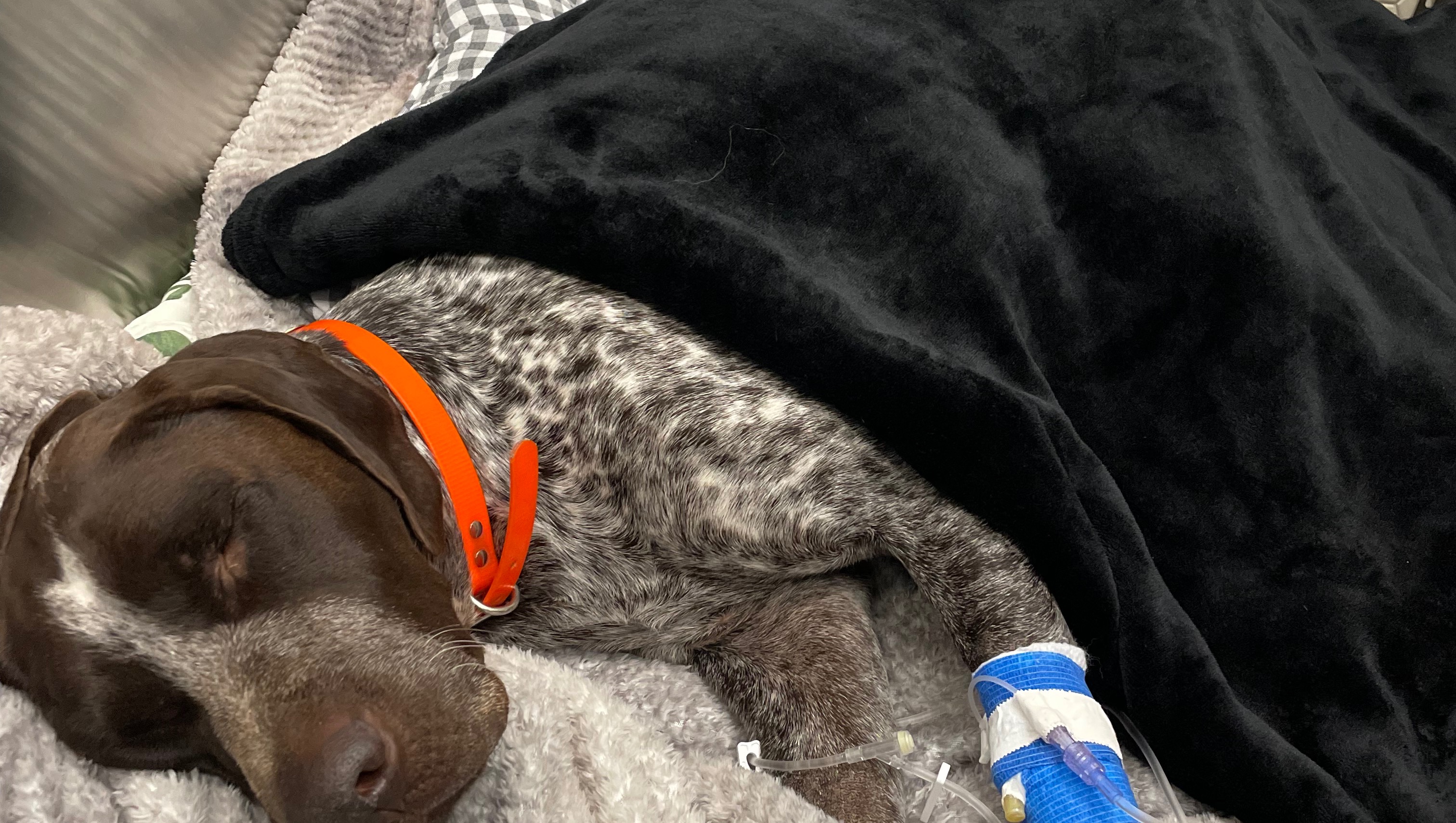 Fundraiser by Isabel Kinney : Gunner’s Hospital Stay