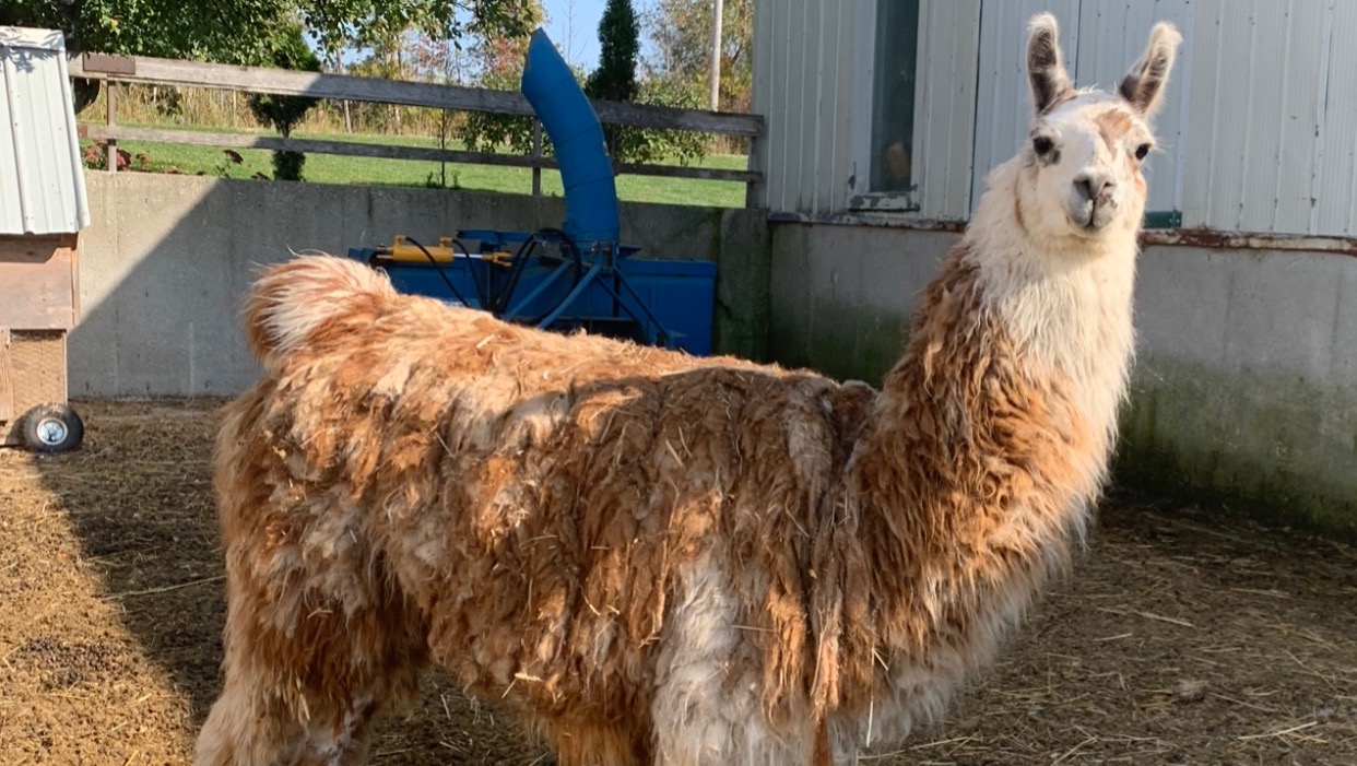 Fundraiser by Samantha McKay : Help bring Lewis my Llama Home!
