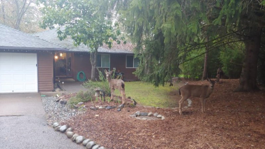 Fundraiser for Sharon Bogdanovic by Ingrid Scheel : Save Sharon's House!