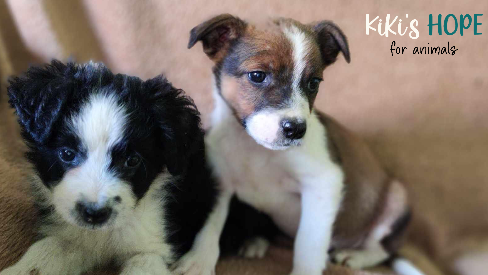 Fundraiser for Anna-Louise Trumble by Eve Seville : Donate to Kiki’s ...