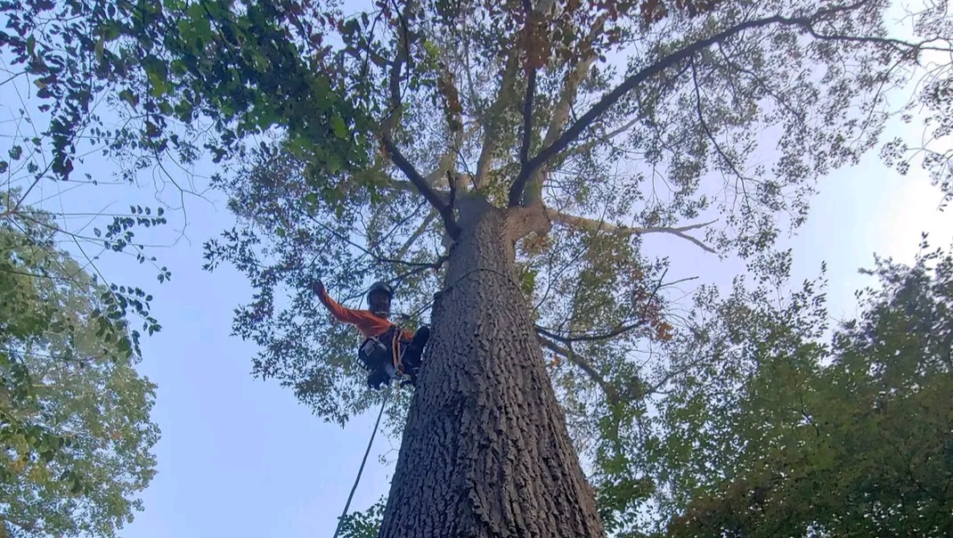 Fundraiser for Jason Jones by Yona Owens : Tree Man Down.... Needs help!