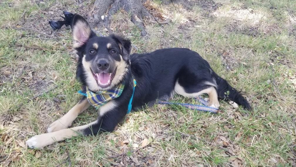 Fundraiser for Joshua Venter by Amelia Roebuck : Emergency vet expenses ...