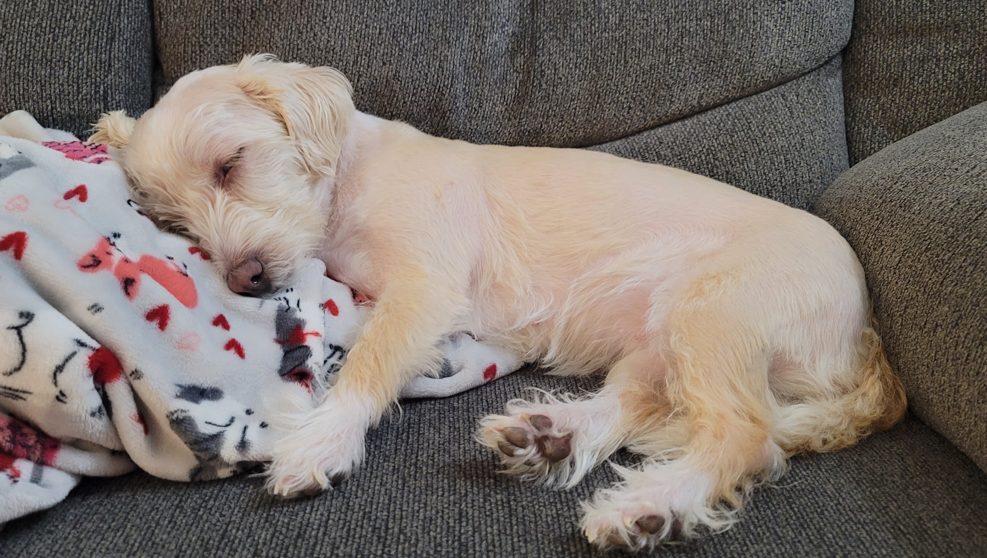 Fundraiser by Grace Sosa : Tedi's heart surgery ️‍