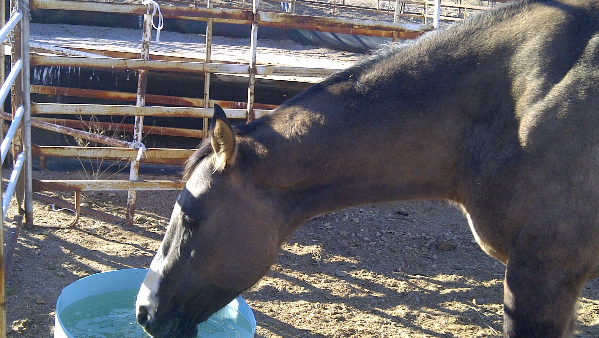 Fundraiser by Daria Sparling : Emergency Water for Rescued Animals