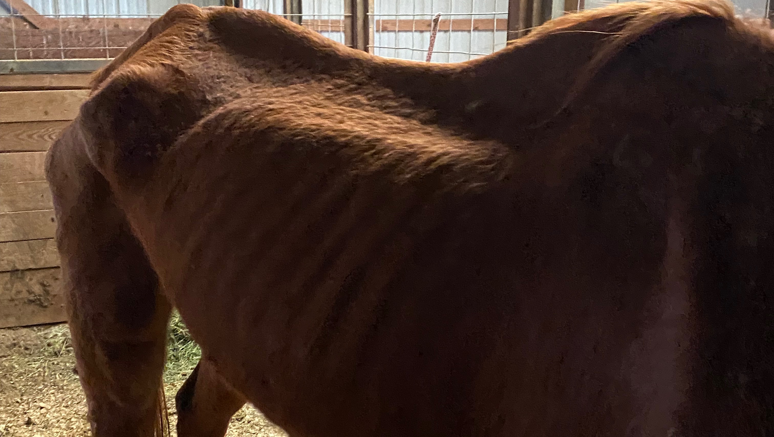 Fundraiser by Shishana Rourke : Nine Spur Ranch Rehabilitation