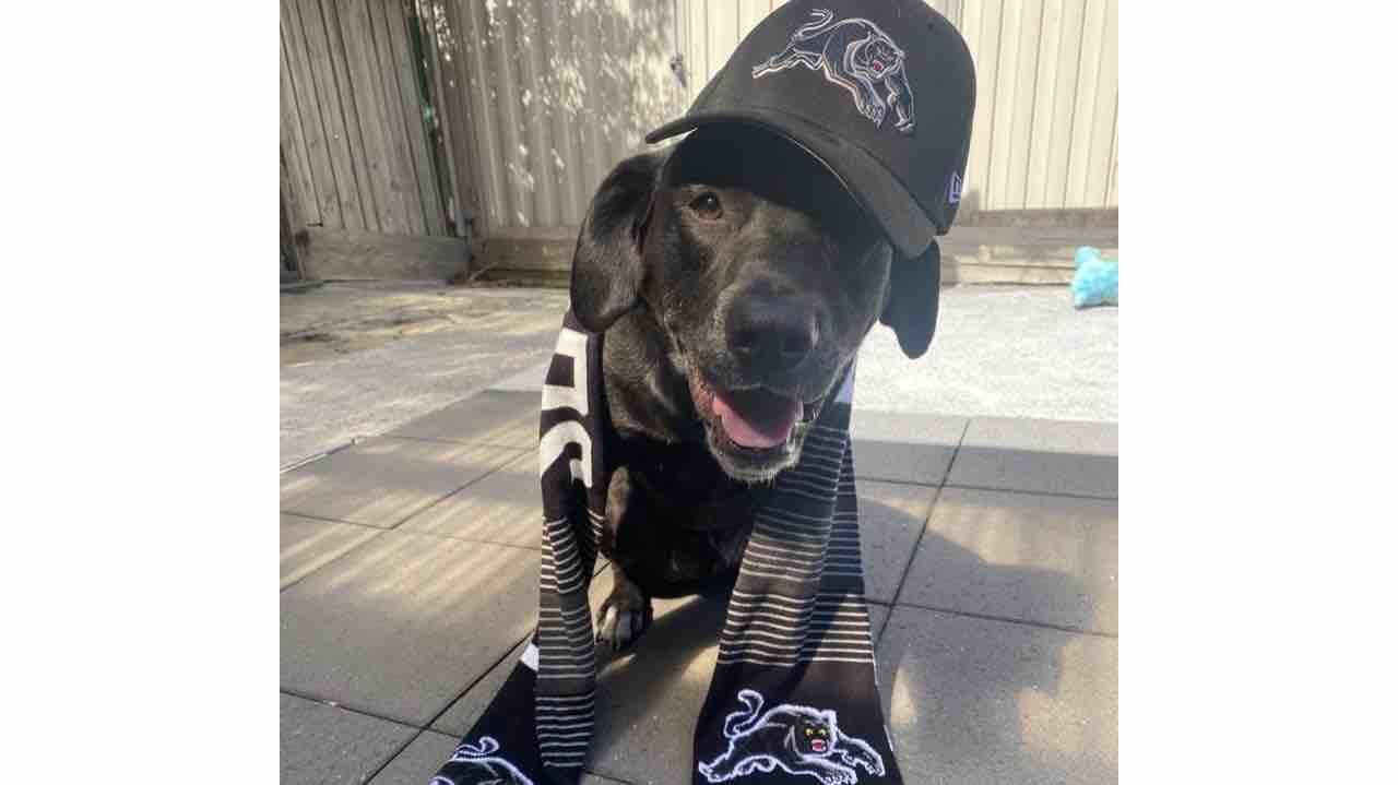 Fundraiser for Shilo Laffoley by Denva Reihana : Kora is in urgent need ...