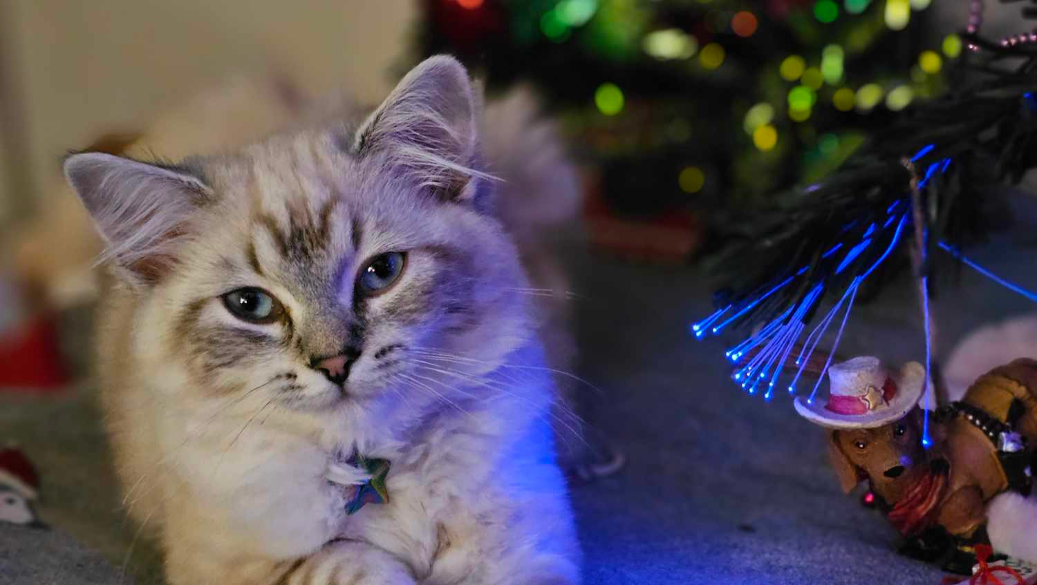 Fundraiser by Kristen Fleury : Strudel is an FIP Warrior