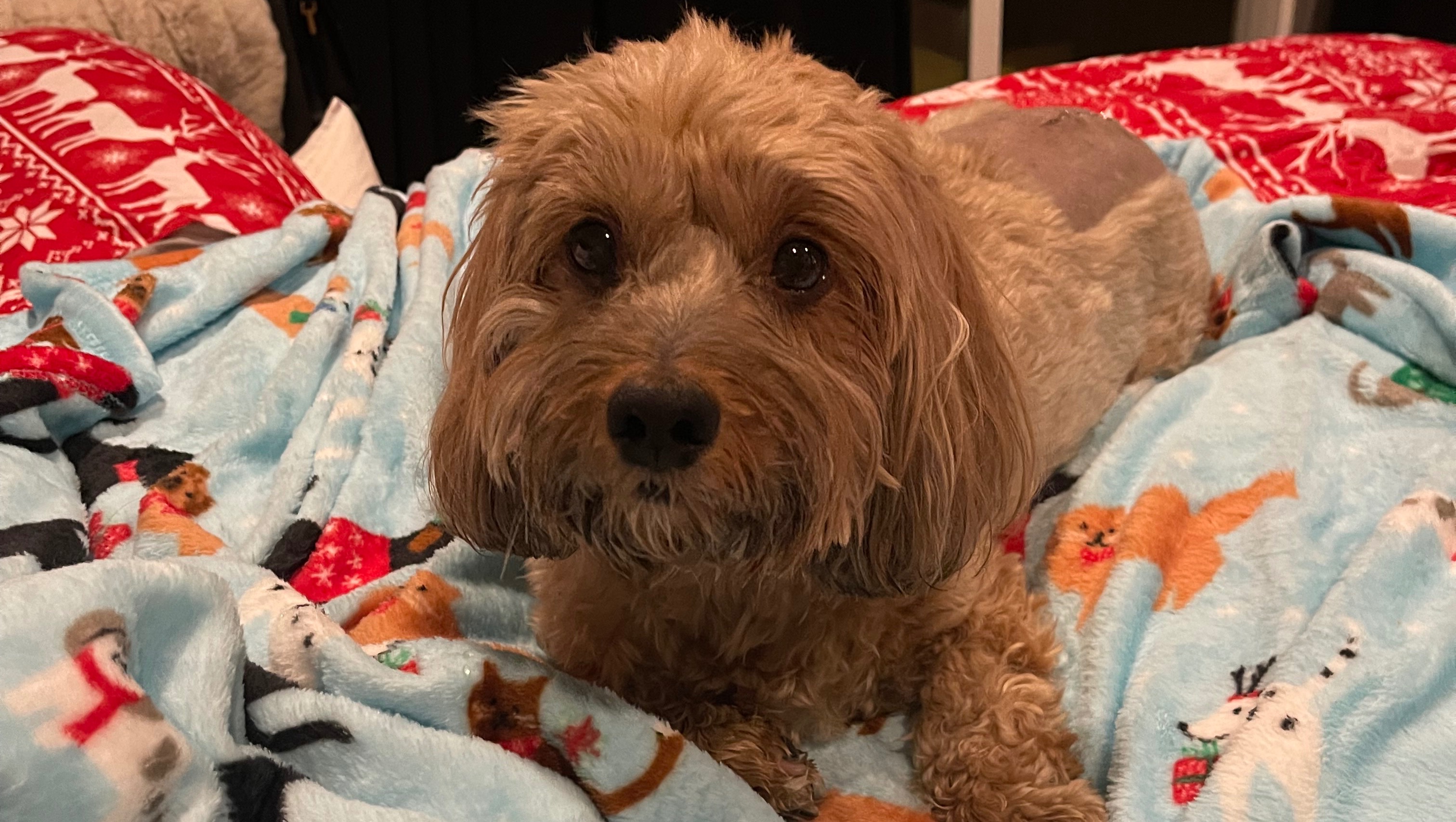 Fundraiser for Nicole Christofferson by Cayla Curtis : Bear’s Recovery