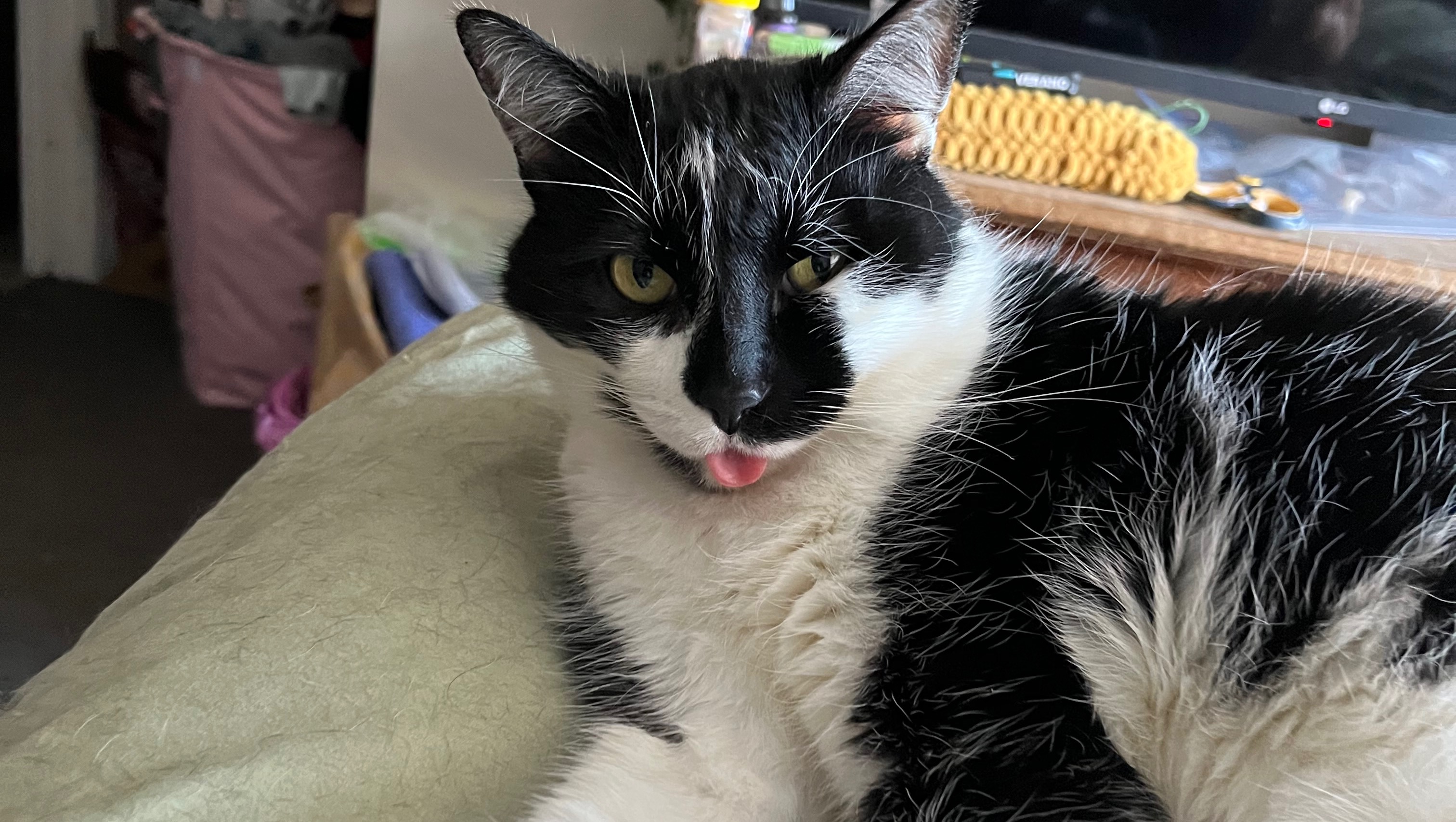 Fundraiser by Emily Klasky : Save my cat from being put down