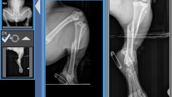 Fundraiser by Erick Quezada : Help me to keep my dog alive