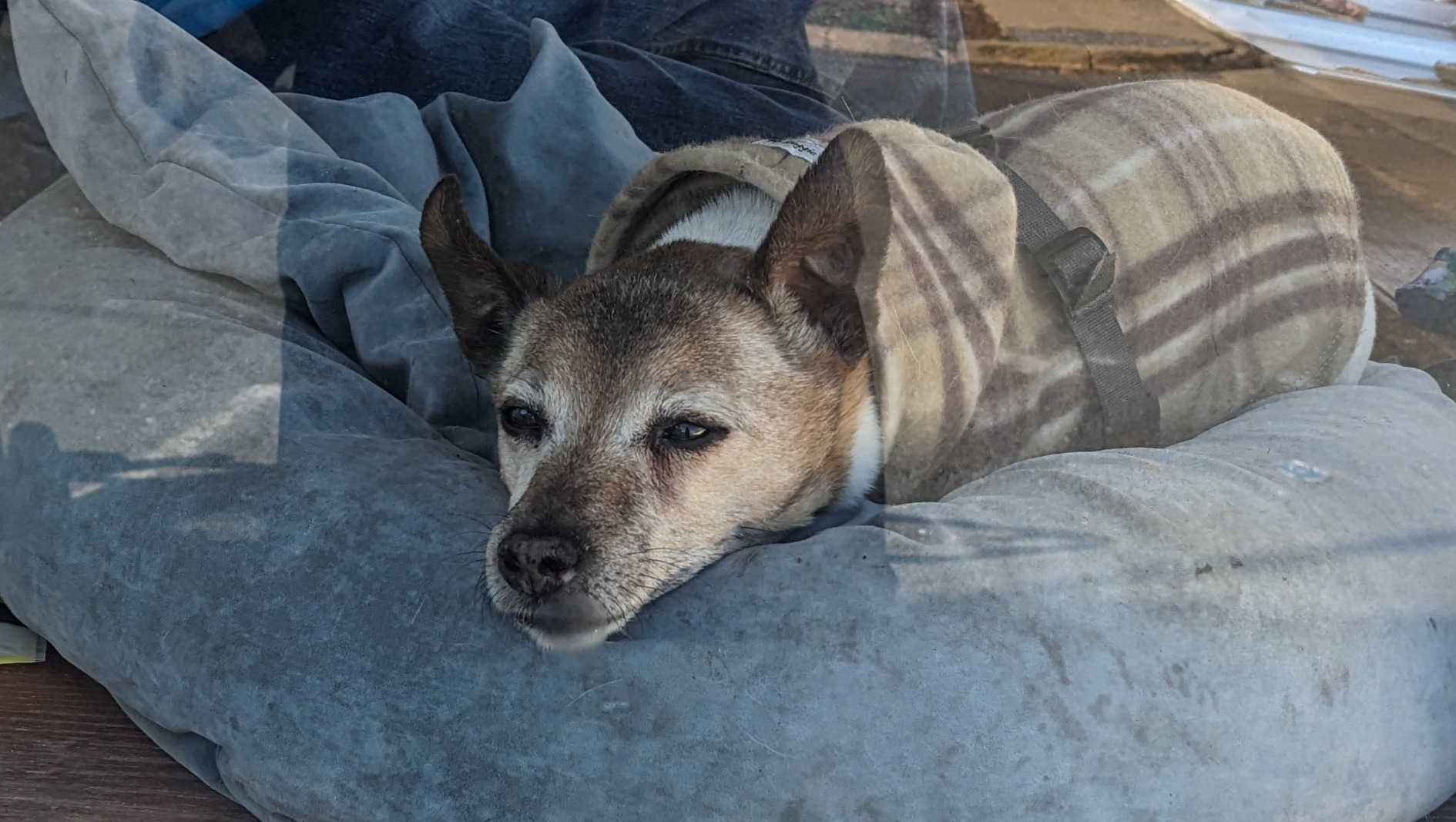 Fundraiser by Blue Ridge Dog : Dr. Indiana Jones' surgery