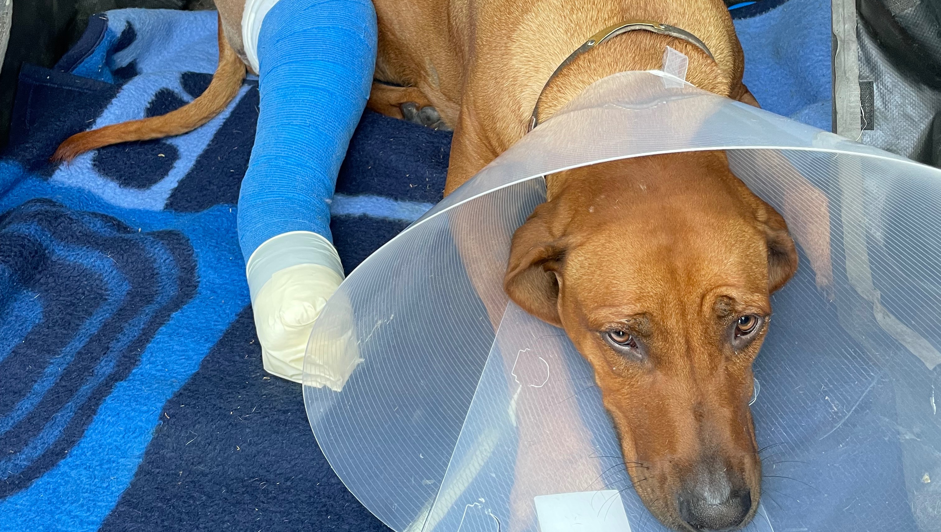 Fundraiser by Ramona Frey : Nala, der Glückshund