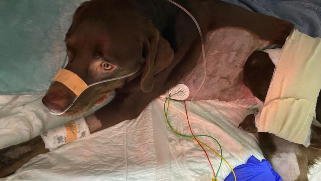 Fundraiser by Nina Furrer : Hilfe Naima am Leben zu bleiben