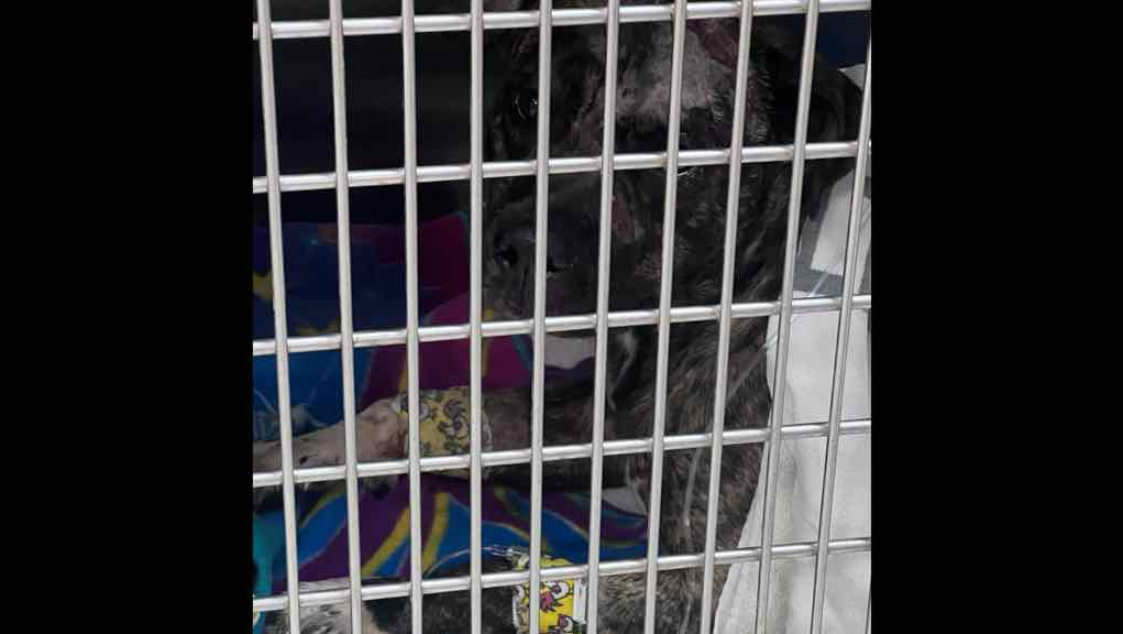 Fundraiser for Shyanne Taylor by Sondra Cosby : Ace is a Victim of ...