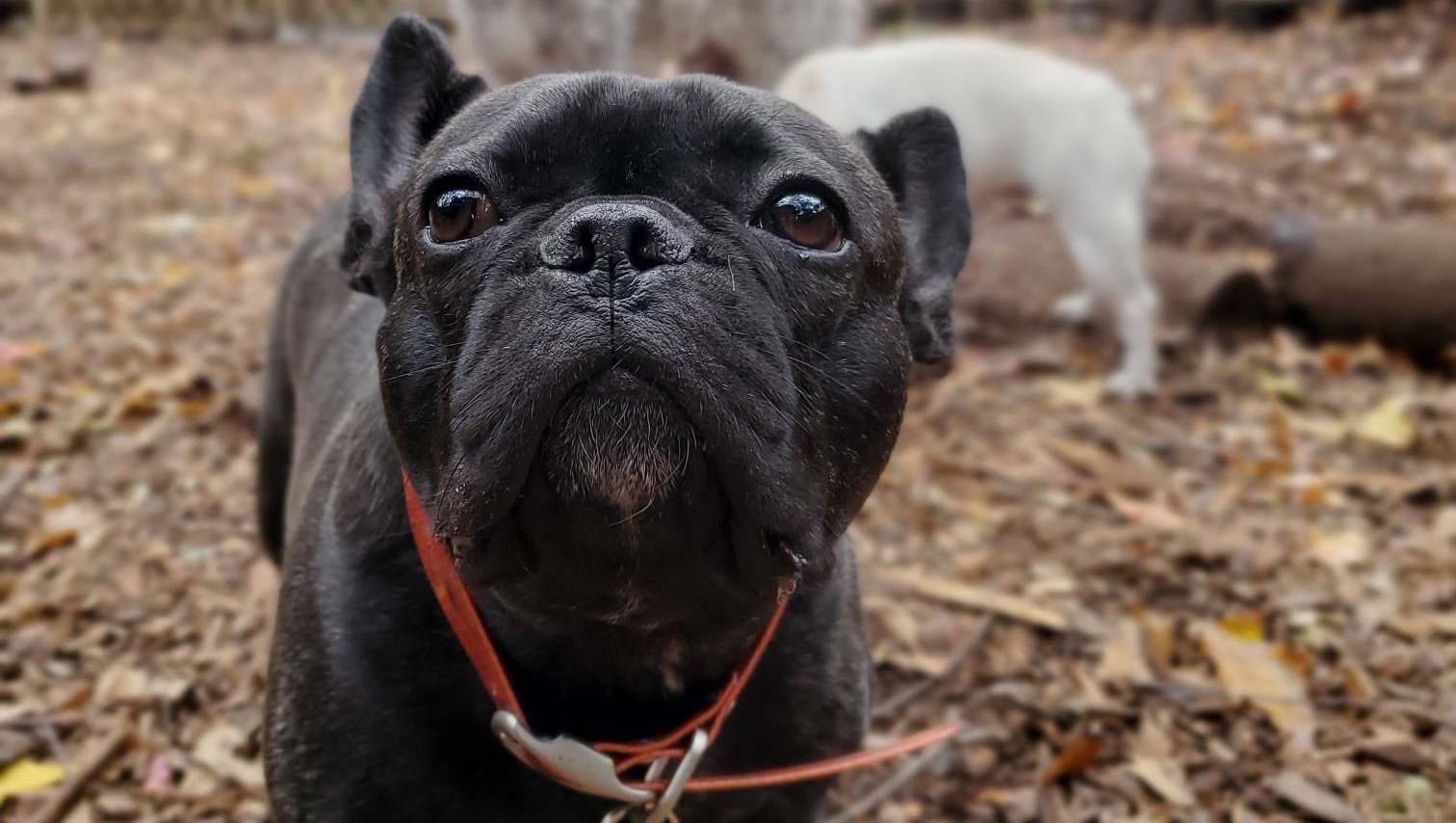 Fundraiser by Grace Preller Chambers : Benny Boy IVDD and MRI Road to ...