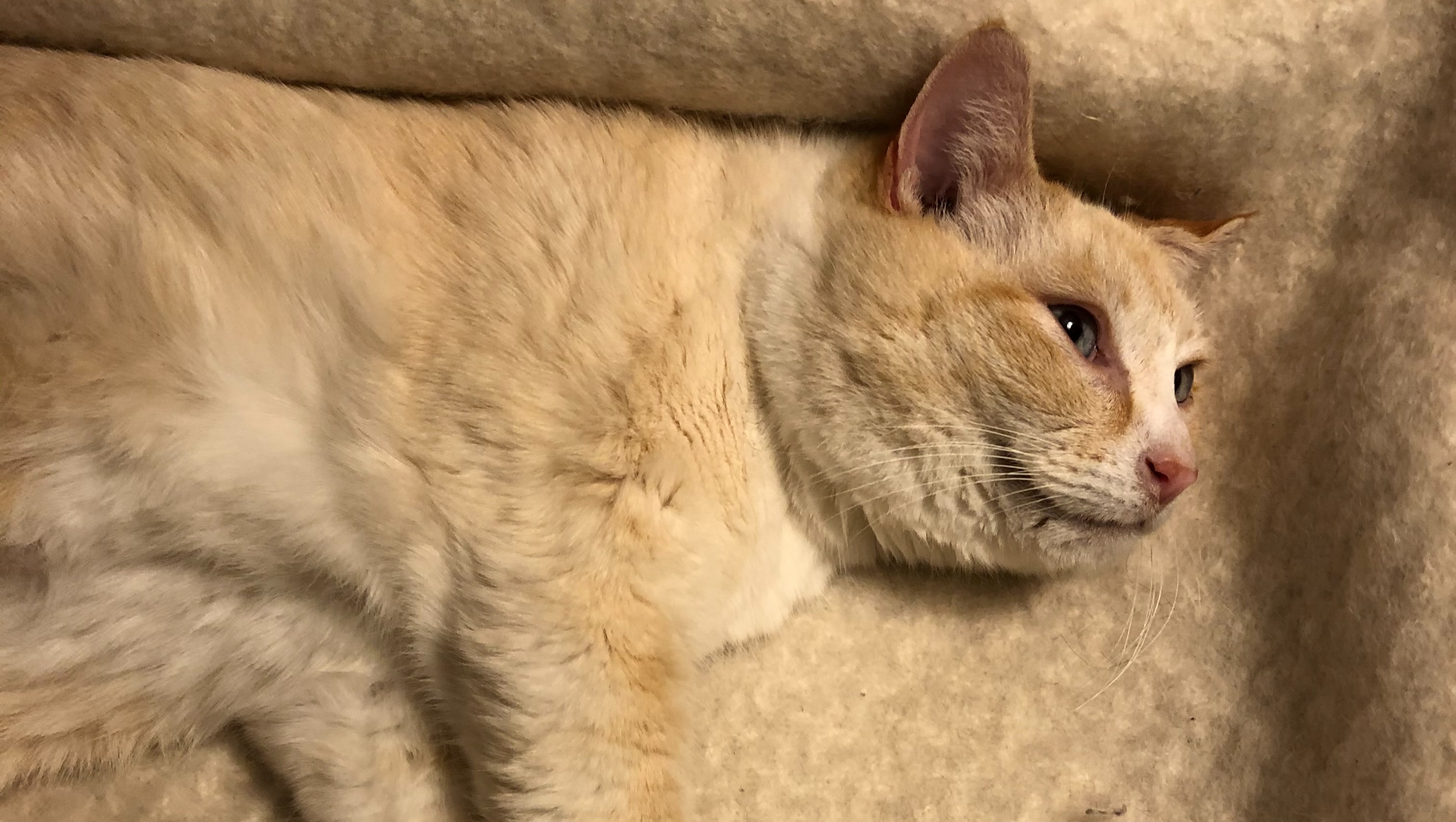 Fundraiser for Nick Bevan by Clare Follmann : Help Iggy the Cat!