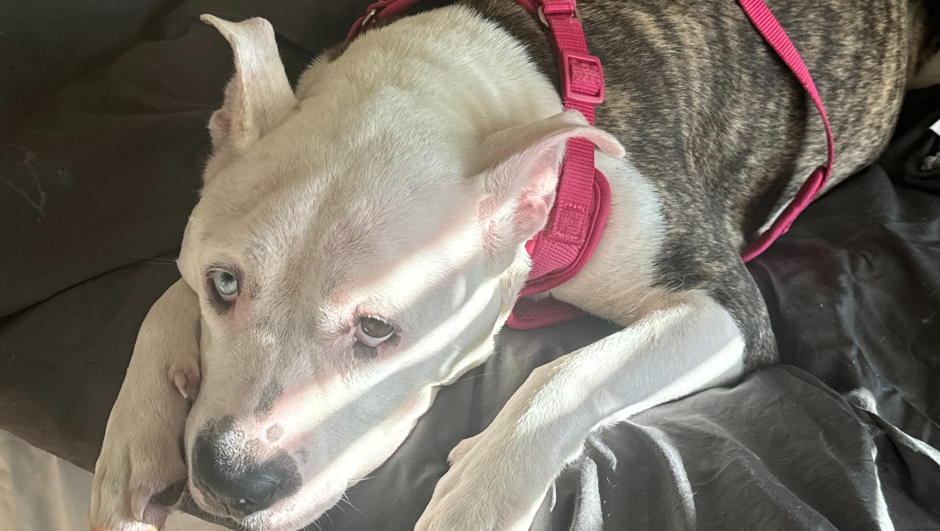 Fundraiser by Shannon Wynn : Ear Surgery for my dog Athena