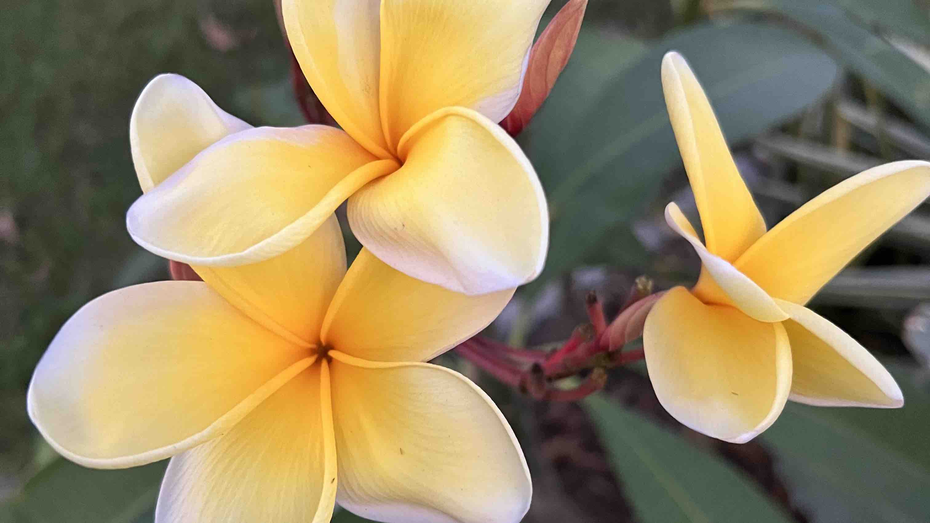 Fundraiser for Trisha Botello by Jennifer Bobeck : Help keep Sila in ...