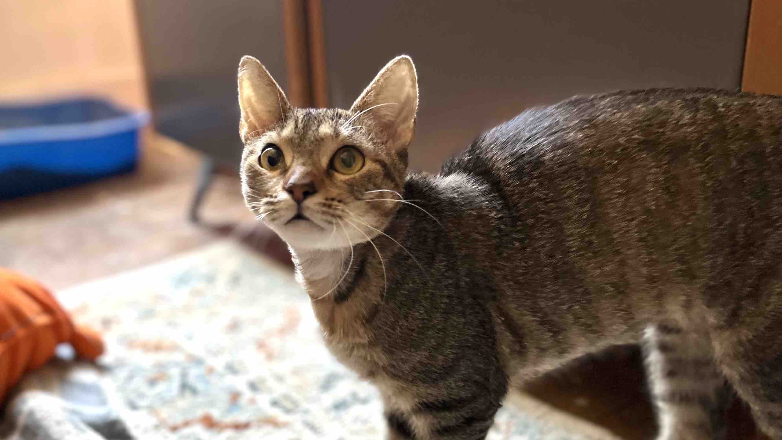 Fundraiser by Gina Downs : Please help sweet Holly ( rare skin disease)