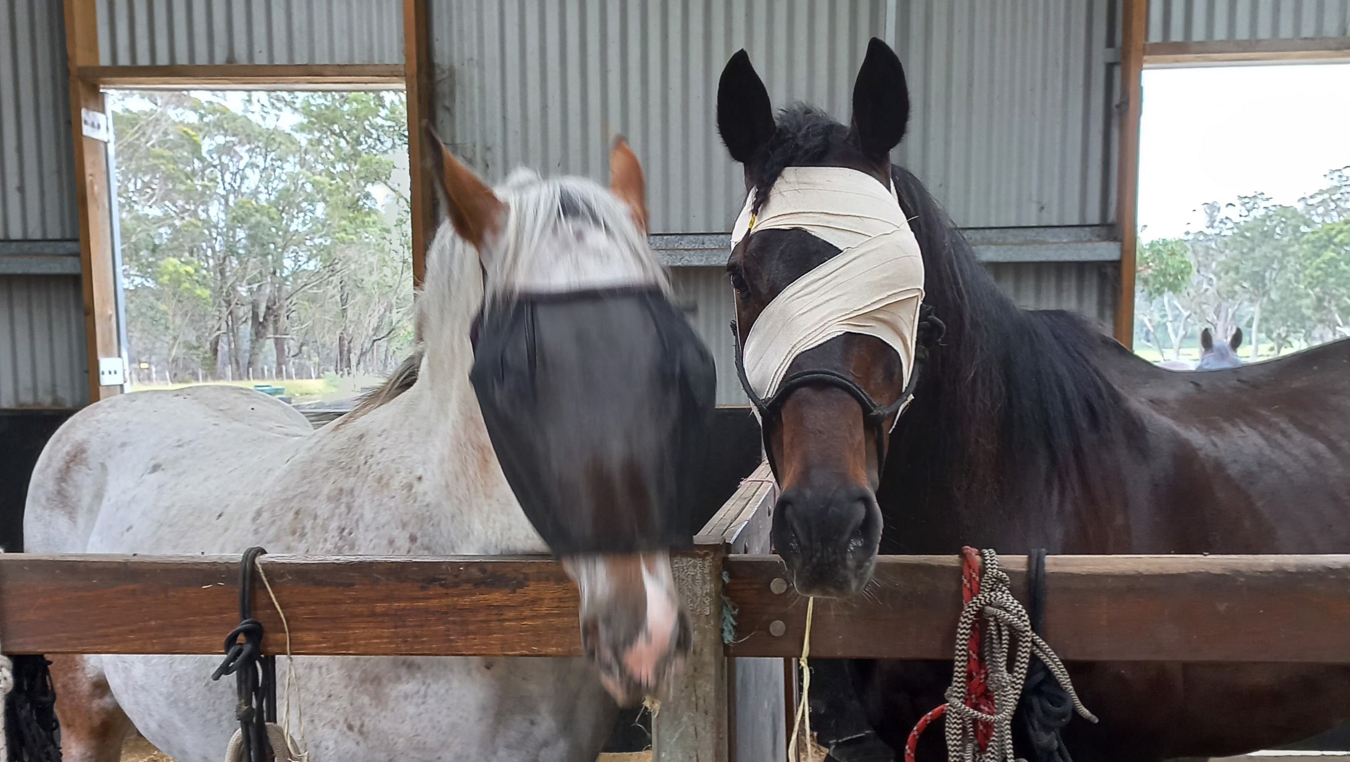 Fundraiser by Soo Woods : Support George & Luna's recoveries