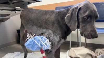 Fundraiser by Natasha Smilovic : Frank's Road to Recovery