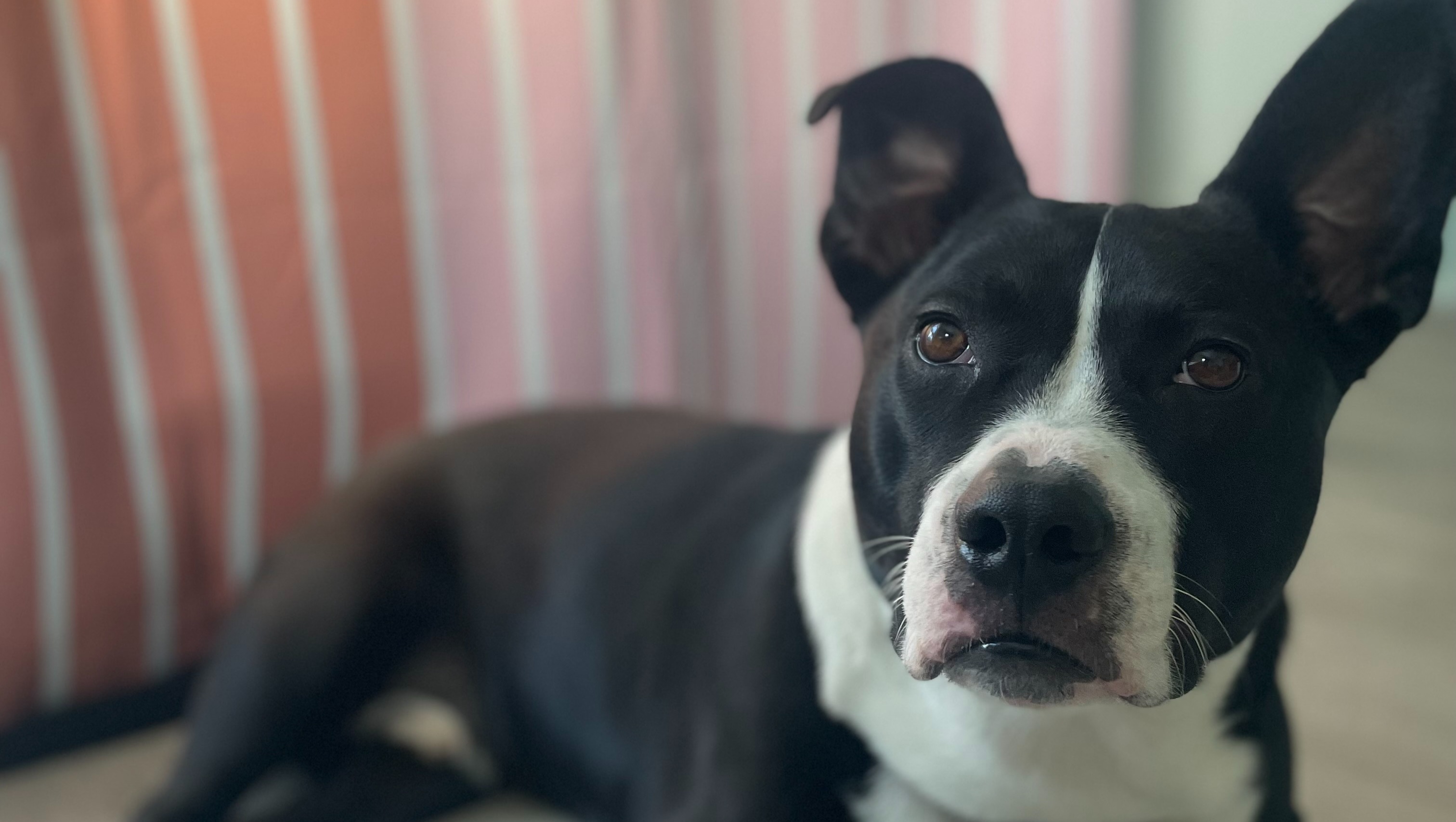 Fundraiser by Shannon Fitzgerald : MEATBALL needs surgery!