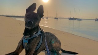 Fundraiser by Katie Shak : Help Oliver Walk Again