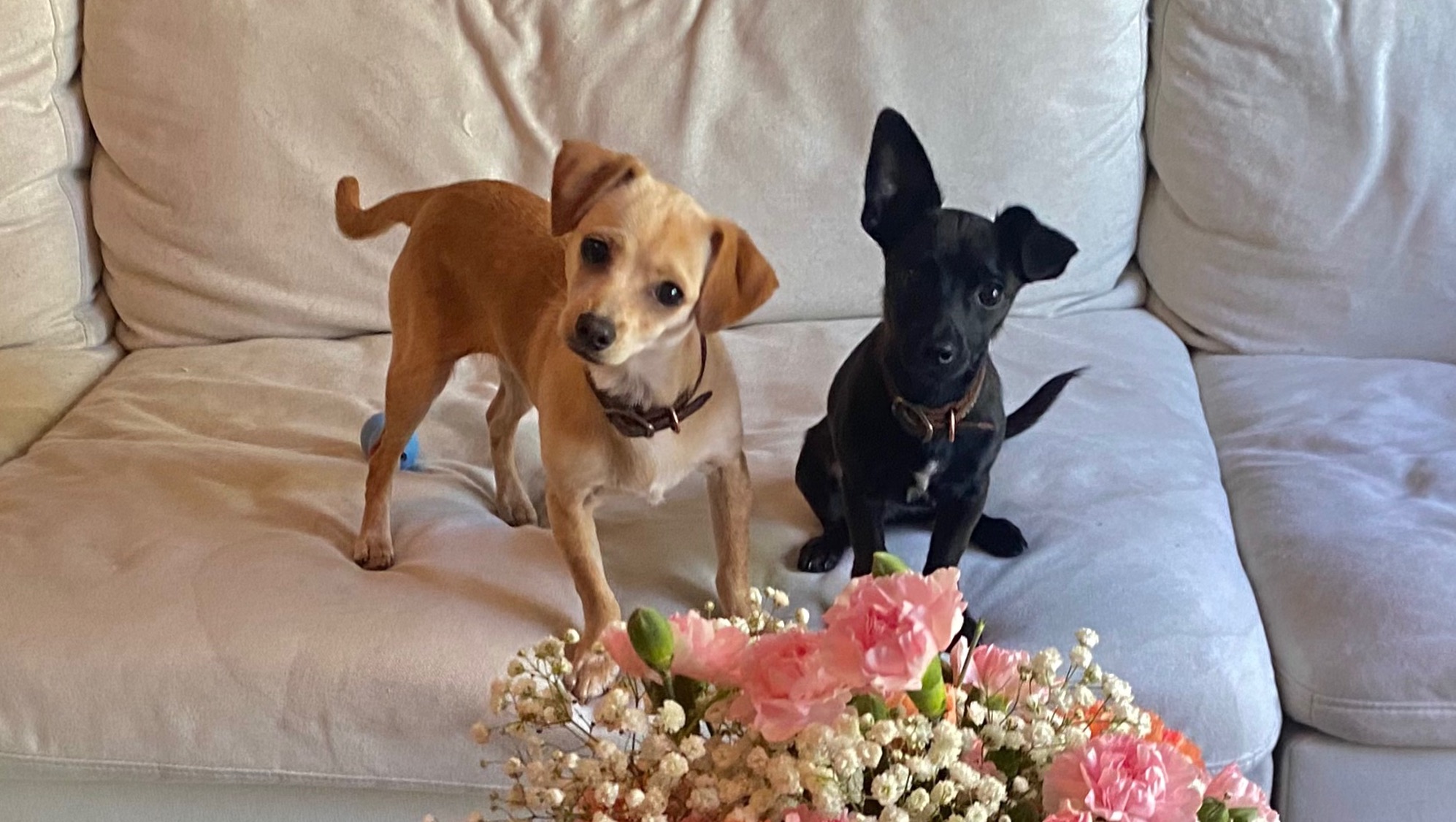 Fundraiser by carly delsack : Max and Lily were Poisoned at the Park