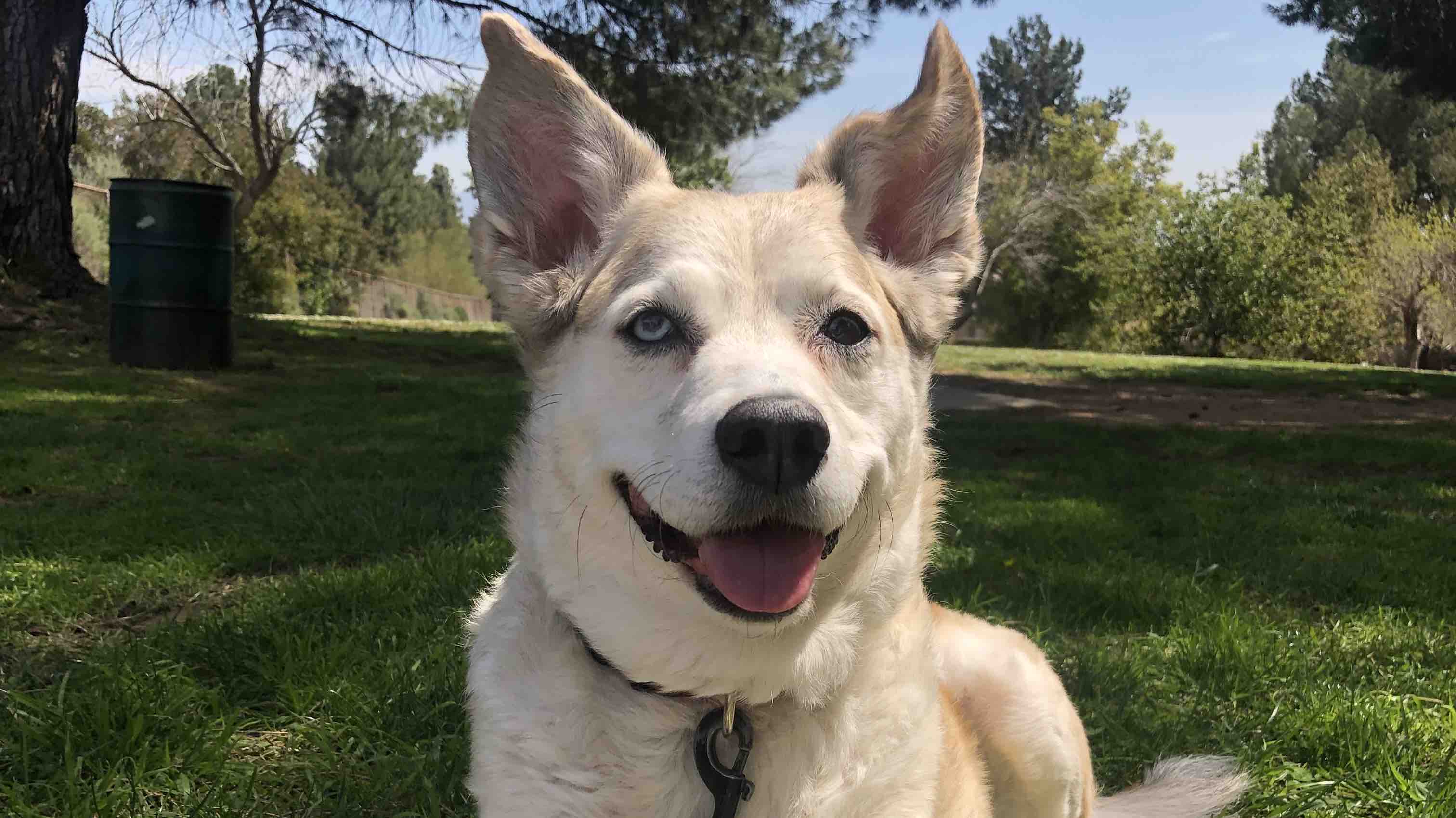 Fundraiser for Brett Lopes by Ivette Fonseca : Help Luna Beat Cancer