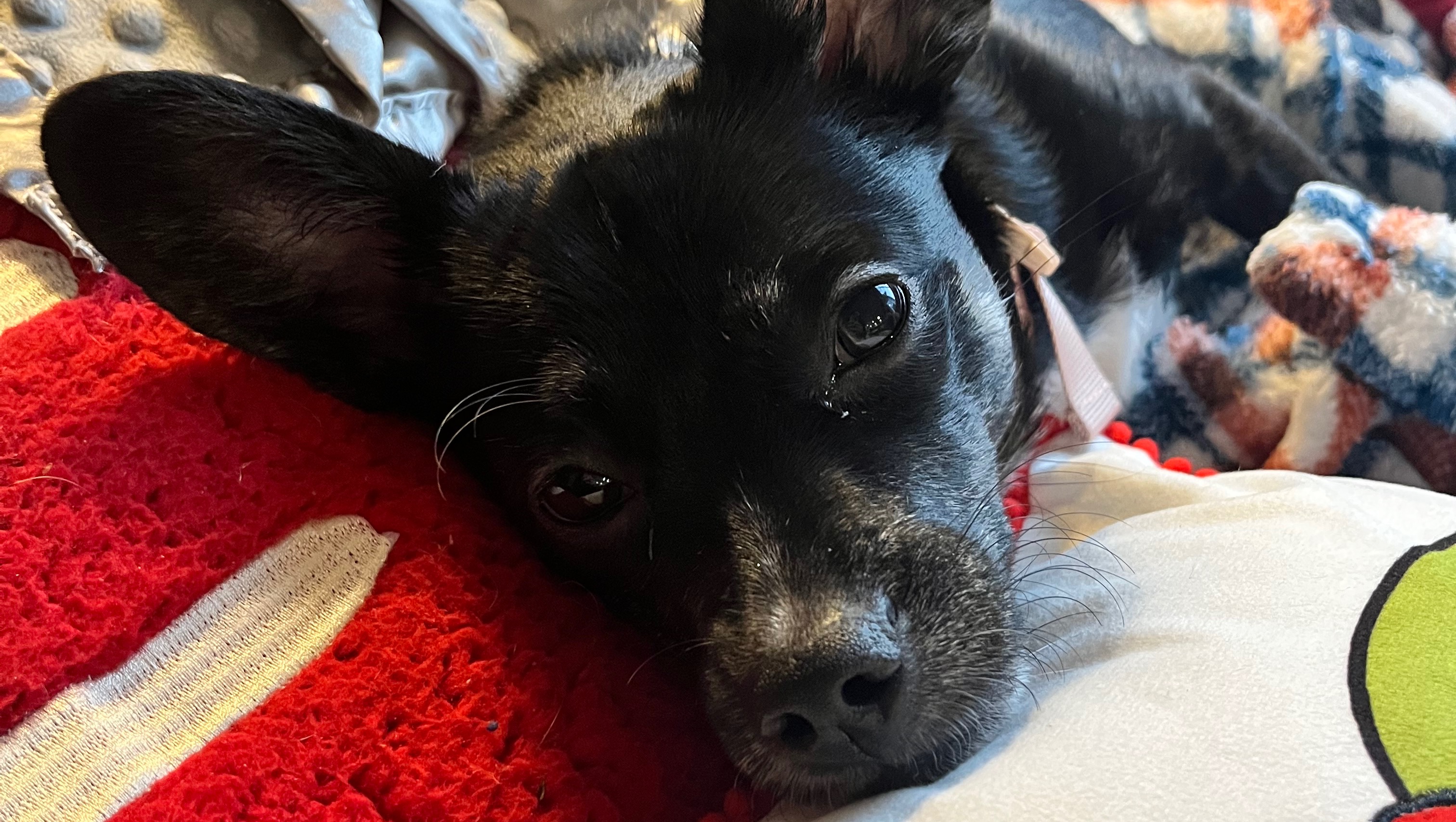 Fundraiser by Jana Moseley : Help Heal Ziggy