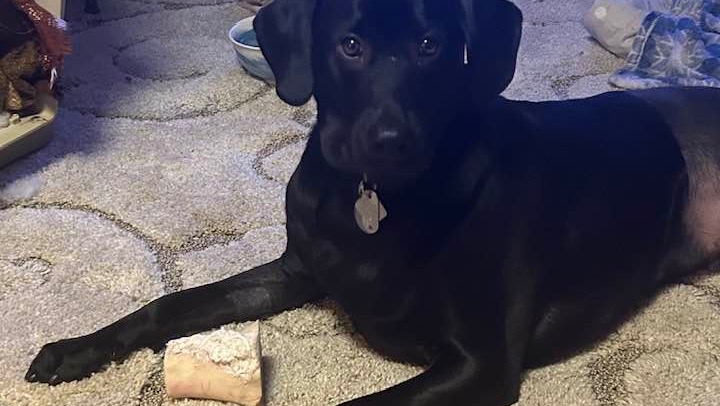 Fundraiser for Linda Ronconi by Robert Pucci : Rover still recovering ...