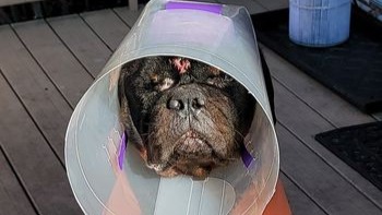 Fundraiser for Alice Velasquez by James Stephenson : Please help save ...