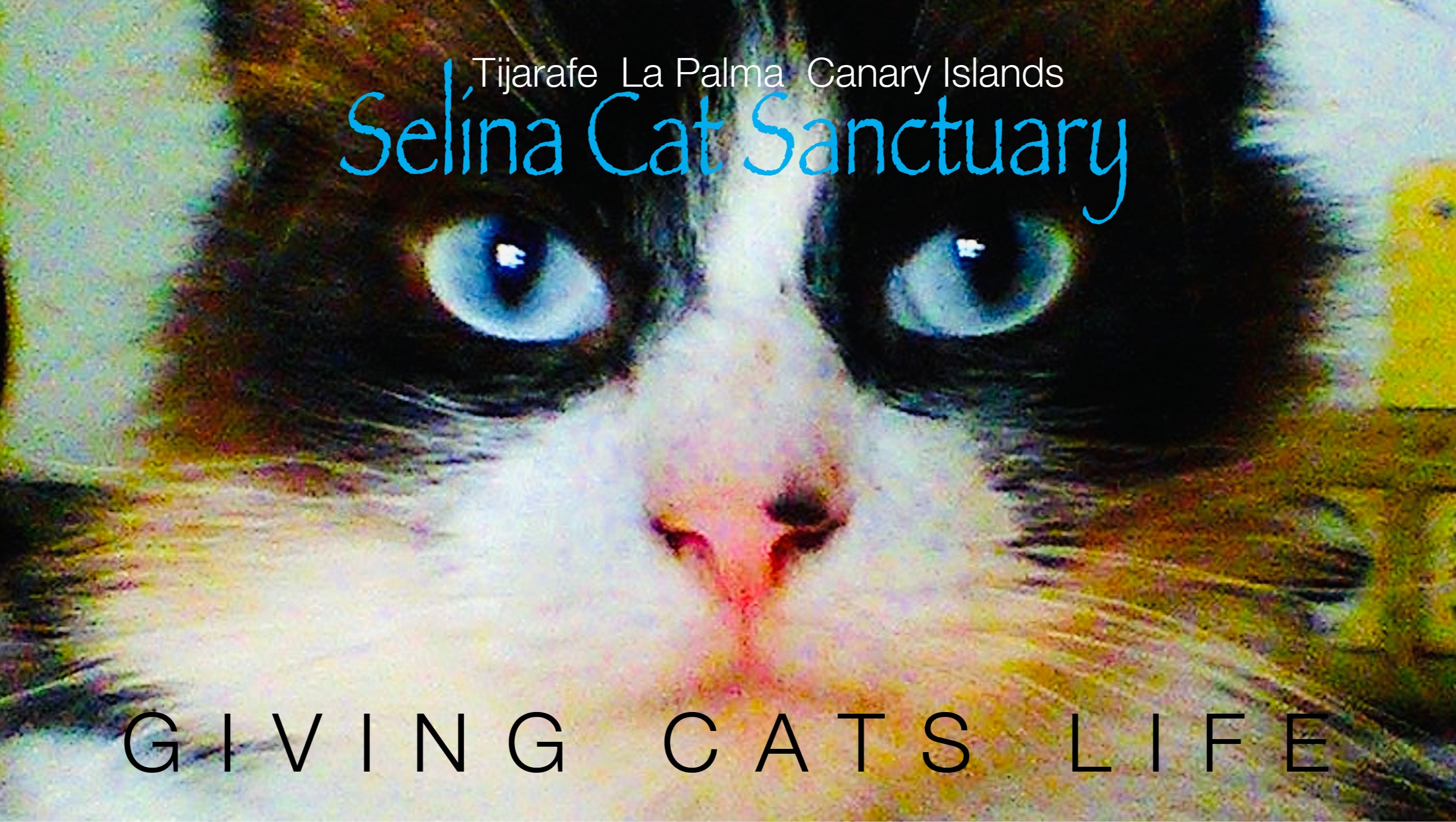 Fundraiser by Paul Taylor : The Selina Cat Sanctuary - Giving cats life...