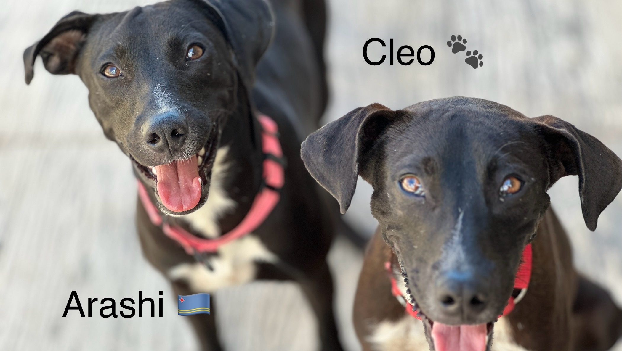 Fundraiser for Stichting Crijojo Trappers NL Foundation by Valeria ...