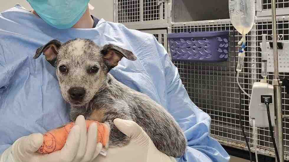 Fundraiser by Rise Up Animal Rescue : Urgent help needed to save sick ...