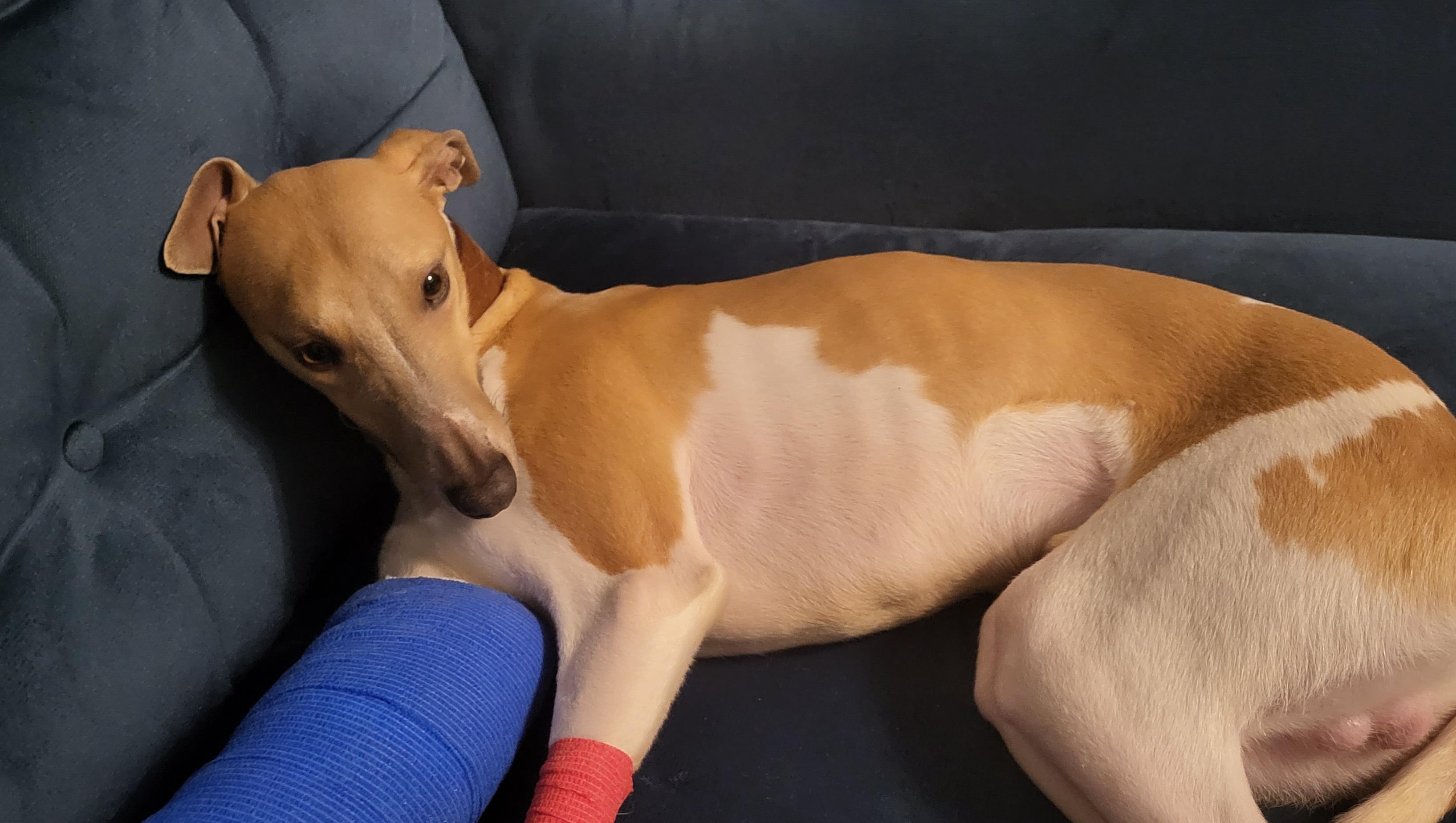 Fundraiser by Barbara jones : desperate Help towards rehomed Buddies ...