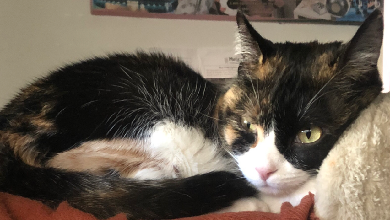 Fundraiser by Toni Lord : Please Donate to Help Koah’s Cancer Treatment