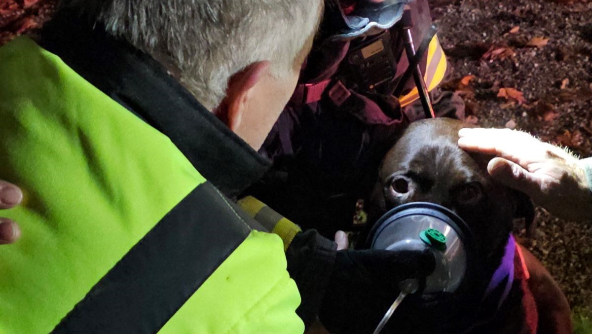 Fundraiser by Laurie Rice : Dave Rice-Restoration Fund for Total loss ...