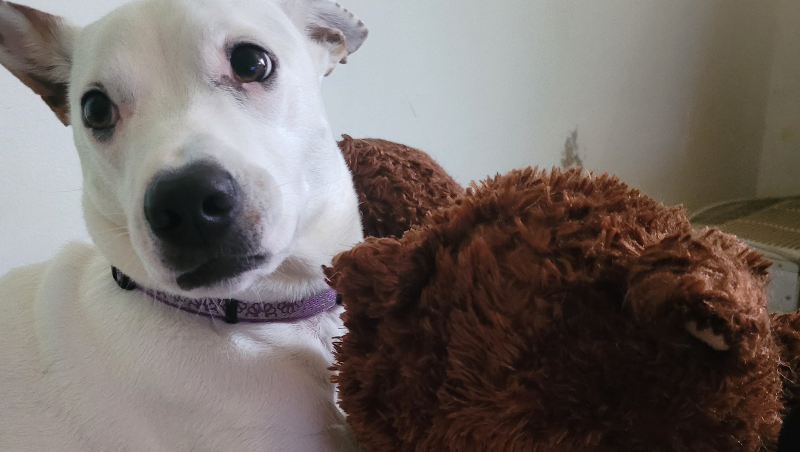 Fundraiser by Angela Isenberg : Help Angie get into a new home ♥️