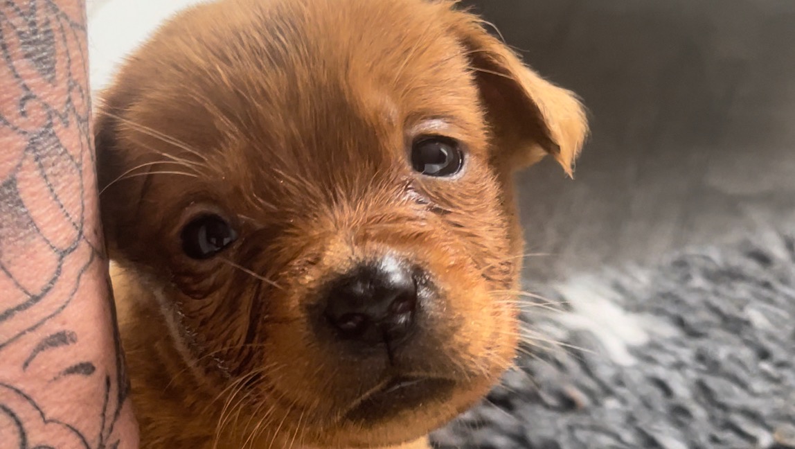 Fundraiser by Britta Fuchs : Der Kampf meines Lebens Zoe aus dem Fuchsbau